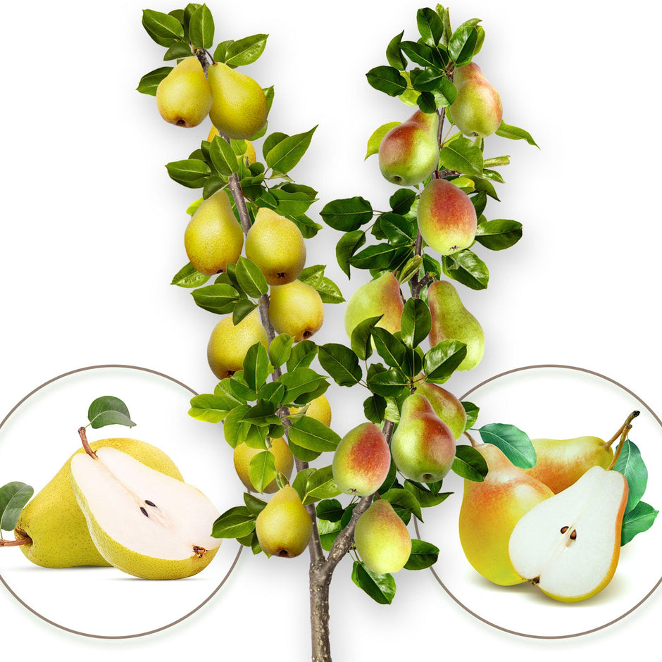 Orden – Albero Da Frutto